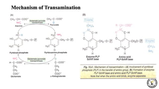 Amino Acid Metabolism.pptx