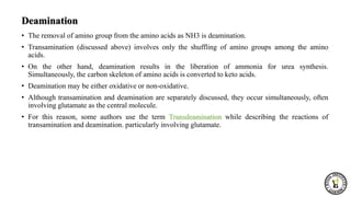 Amino Acid Metabolism.pptx
