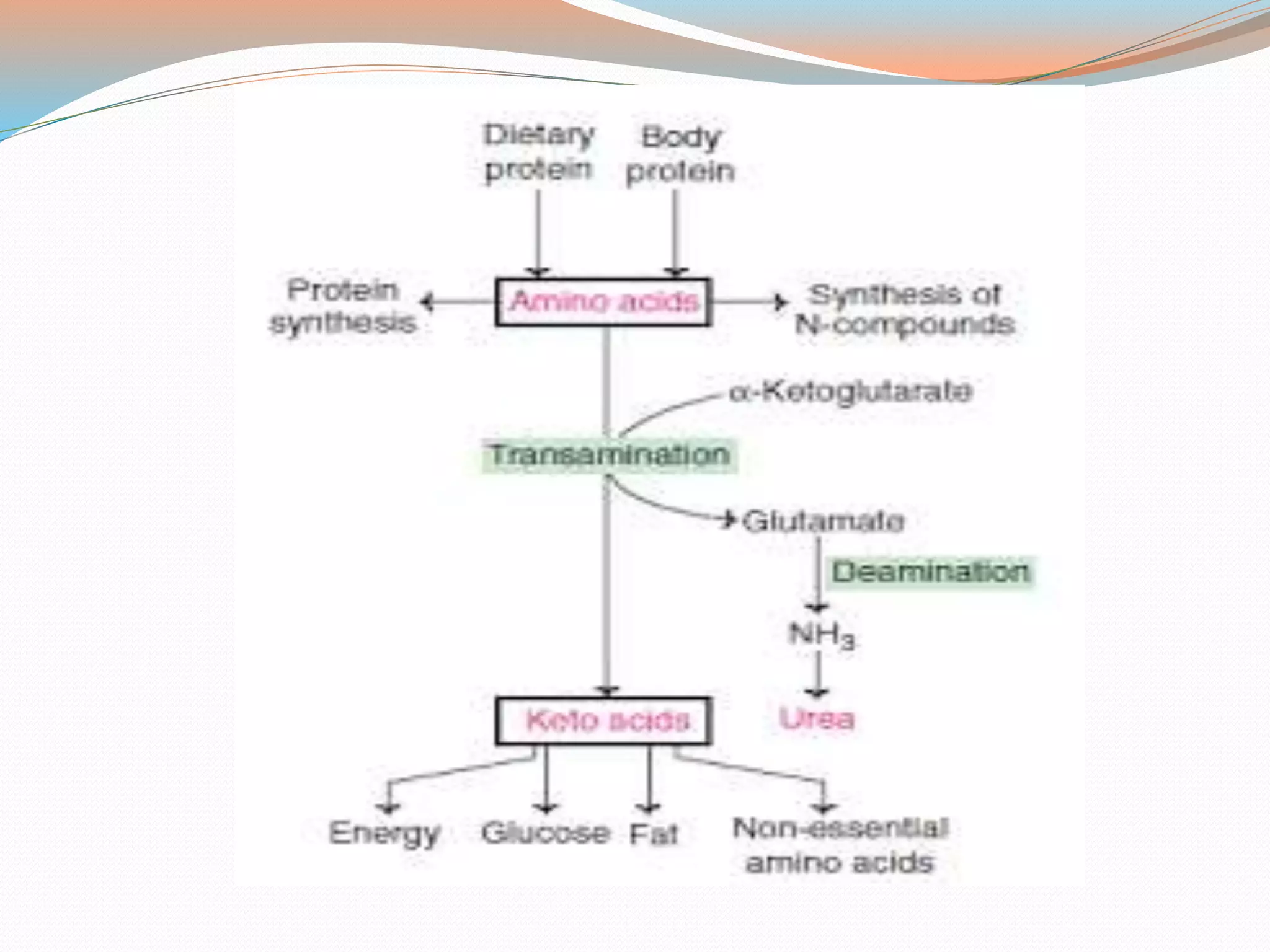 AMINO ACID METABOLISM.pptx