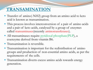 AMINO ACID METABOLISM.pptx