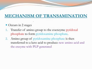 AMINO ACID METABOLISM.pptx