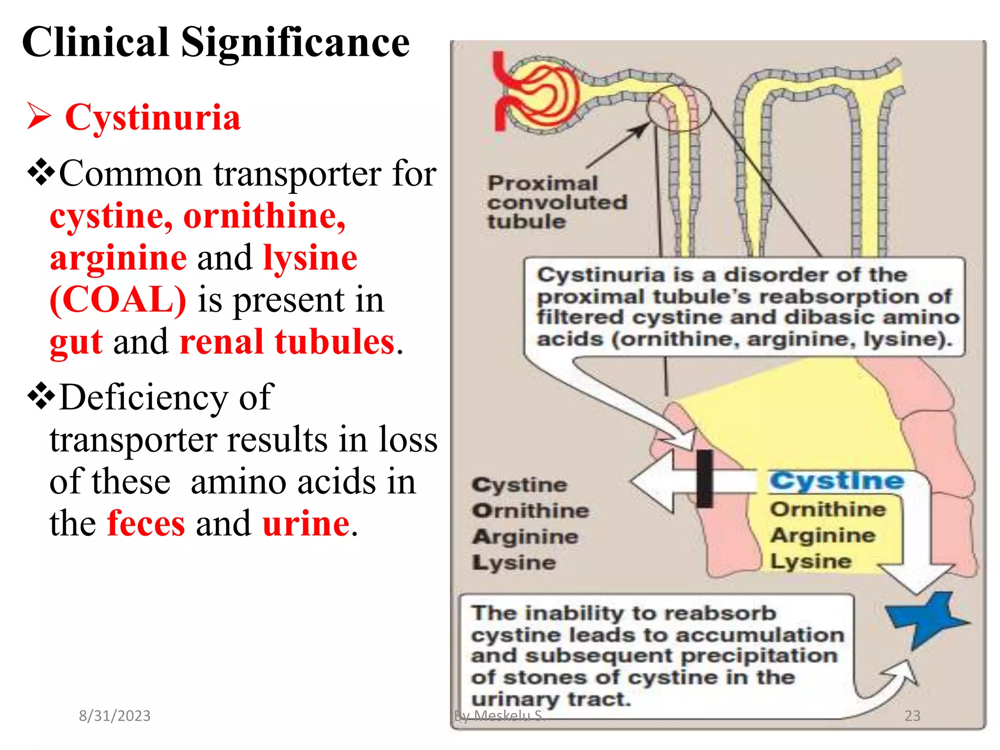 Amino acid metabolism.pptx