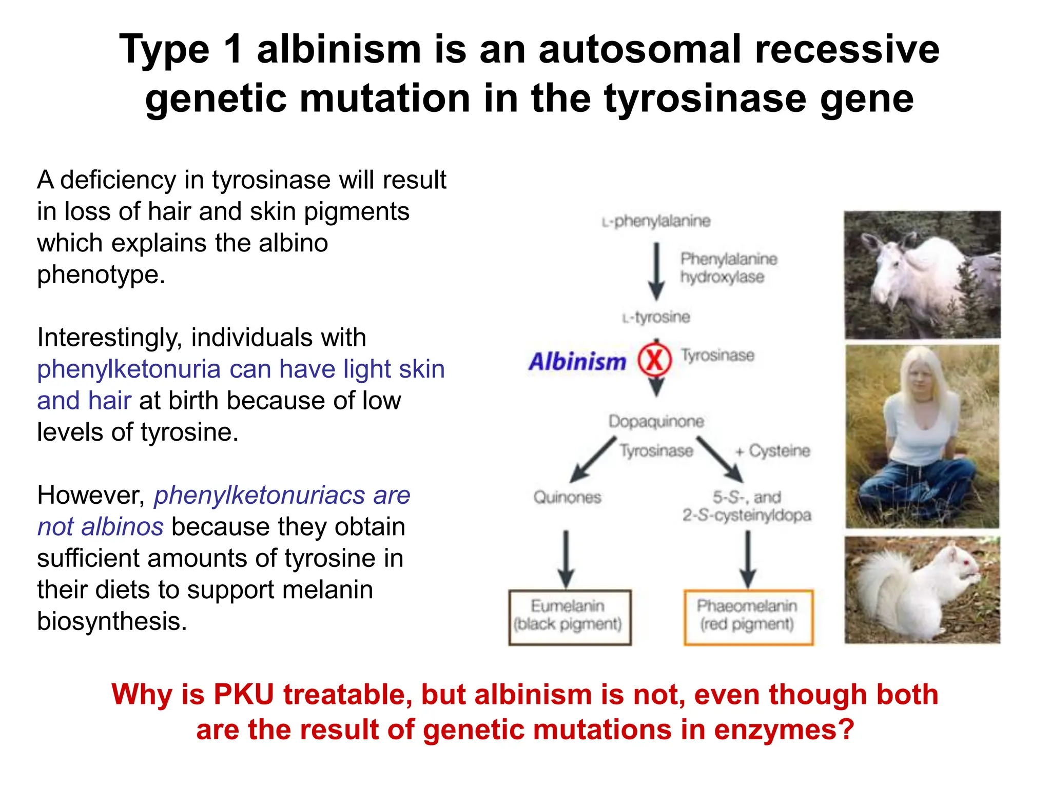 Amino Acid METABOLISM presentation slid.ppt