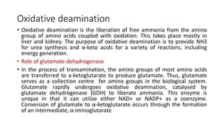 Amino acid metabolism................... | PPTX | Chemistry | Science
