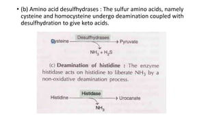 Amino acid metabolism................... | PPTX | Chemistry | Science