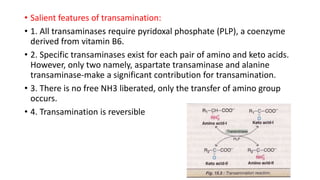 Amino acid metabolism................... | PPTX | Chemistry | Science