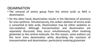 Amino acid metabolism................... | PPTX | Chemistry | Science
