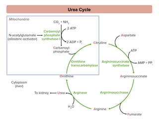 Amino Acid Metabolism - Synthesis & Breakdown.pptx