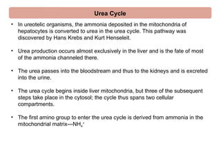 Amino Acid Metabolism - Synthesis & Breakdown.pptx
