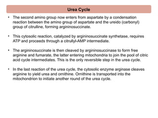 Amino Acid Metabolism - Synthesis & Breakdown.pptx