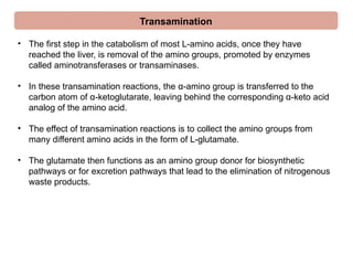 Amino Acid Metabolism - Synthesis & Breakdown.pptx