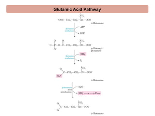 Amino Acid Metabolism - Synthesis & Breakdown.pptx