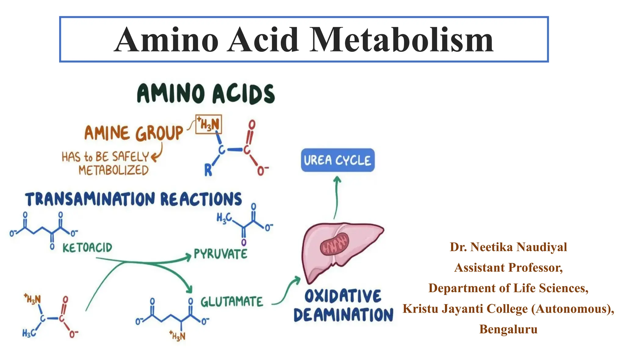 Amino acid metabolism (Amino Acid Deamination) | PPTX