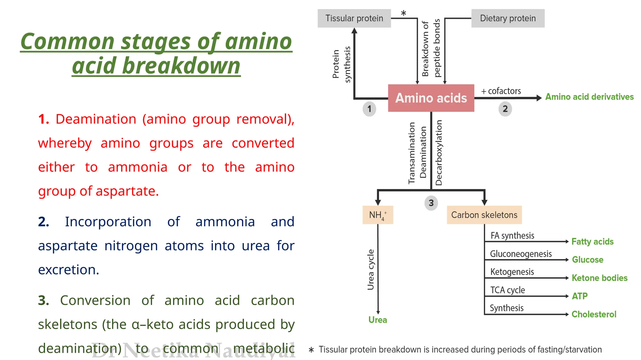 Amino acid metabolism (Amino Acid Deamination) | PPTX