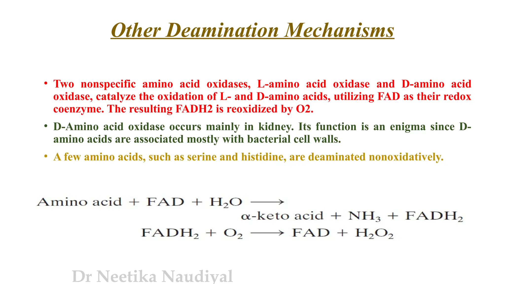 Amino acid metabolism (Amino Acid Deamination) | PPT | Free Download