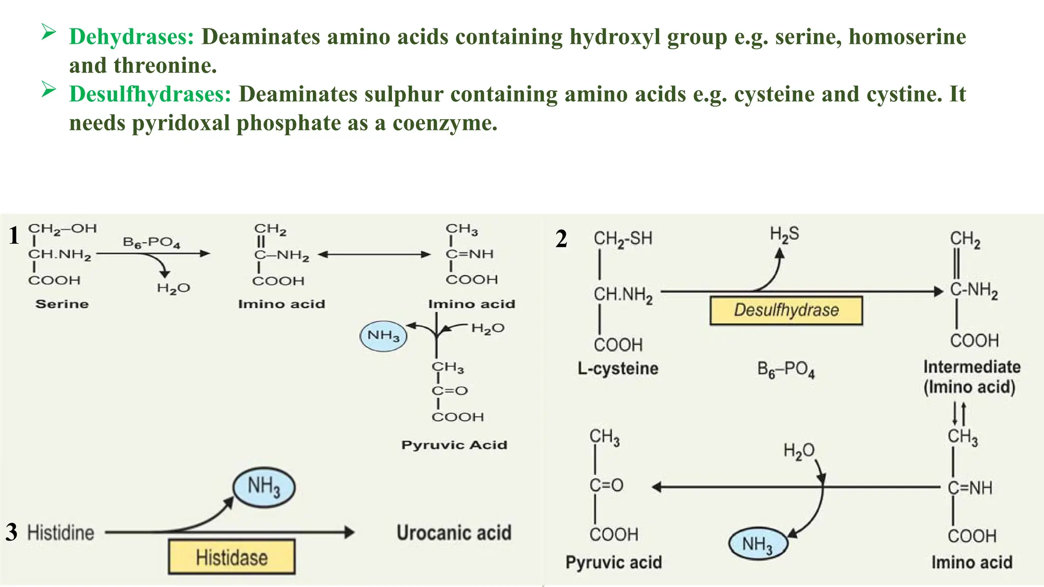 Amino acid metabolism (Amino Acid Deamination) | PPTX