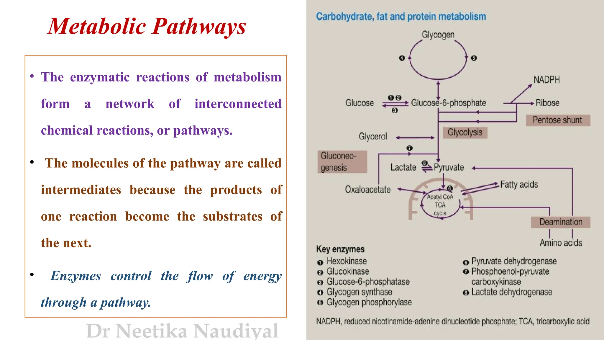 Amino acid metabolism (Amino Acid Deamination) | PPTX