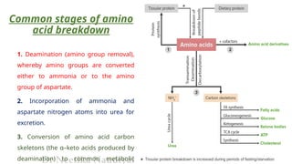Amino acid metabolism (Amino Acid Deamination) | PPT | Free Download