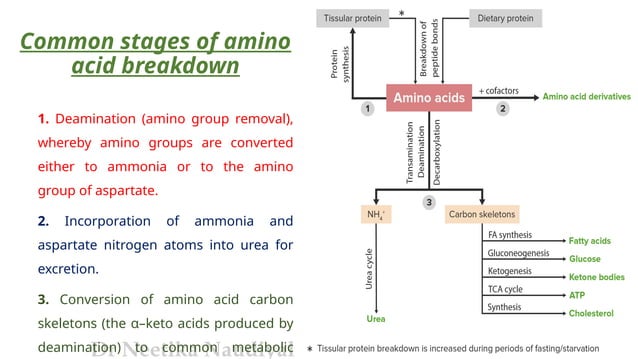 Amino acid metabolism (Amino Acid Deamination) | PPT | Free Download