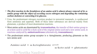 Amino acid metabolism (Amino Acid Deamination) | PPT | Free Download