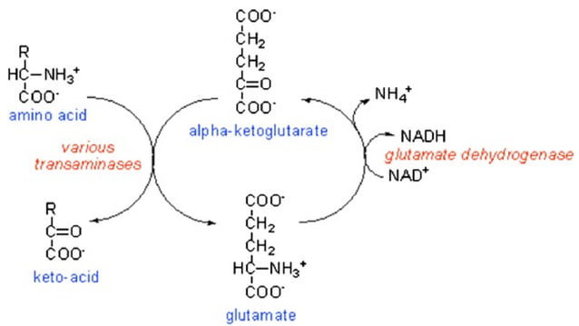 Amino acid metabolism (Amino Acid Deamination) | PPT | Free Download