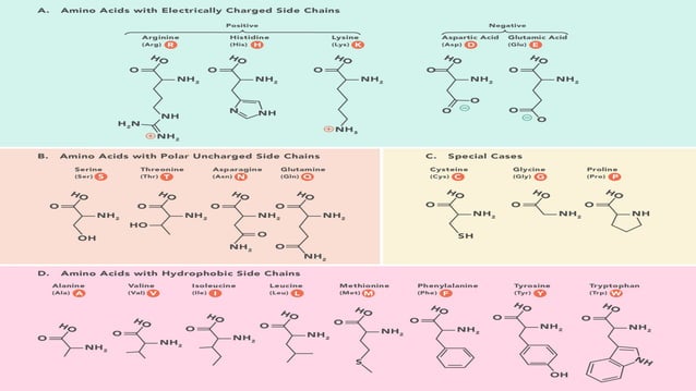 Amino acid metabolism (Amino Acid Deamination) | PPT | Free Download