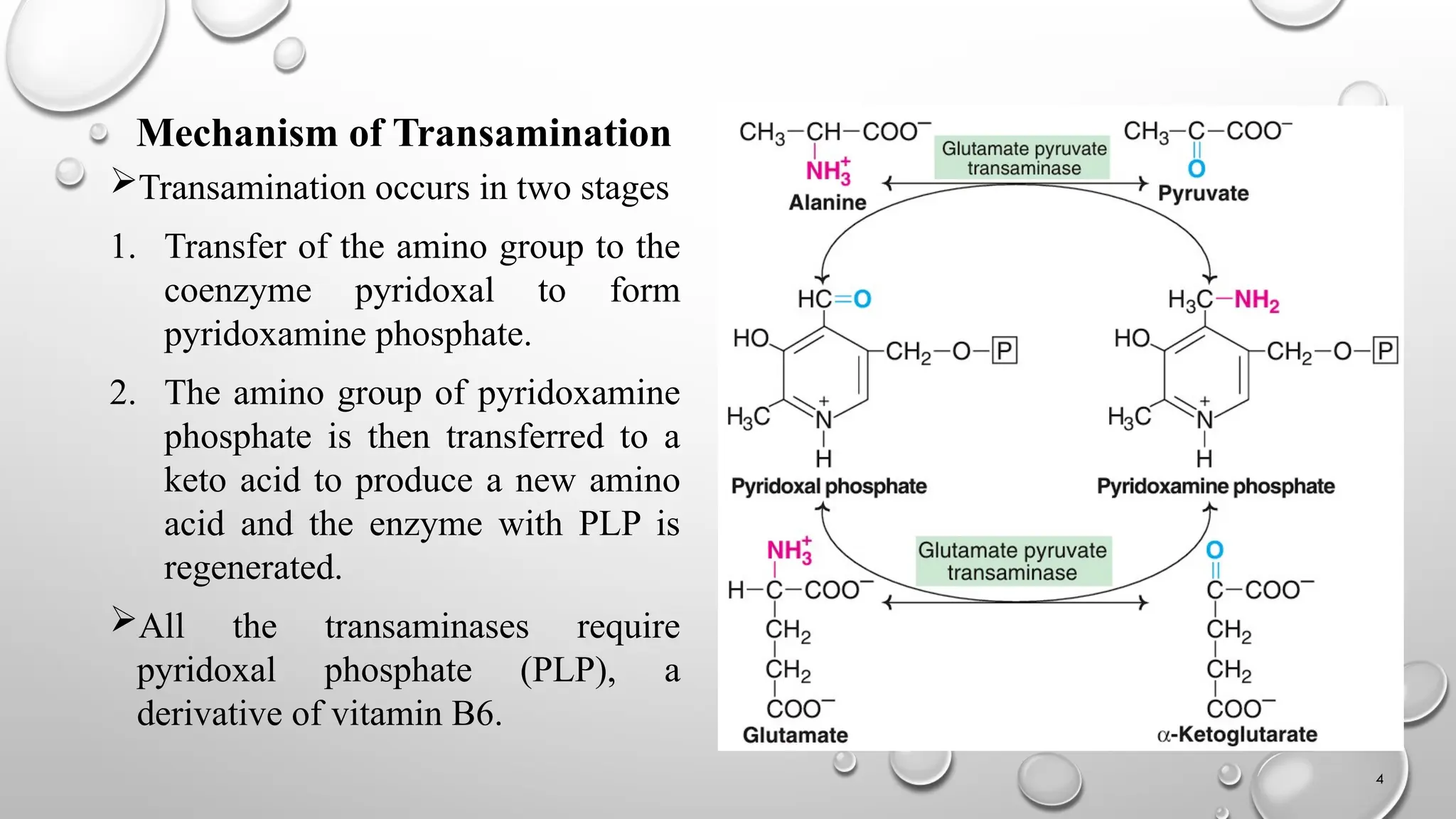Amino acid metabolism, Urea Cycle, Biochemistry, B.Pharm & D.Pharm | PPTX