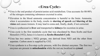 Amino acid metabolism, Urea Cycle, Biochemistry, B.Pharm & D.Pharm | PPTX