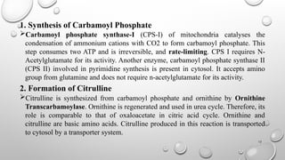 Amino acid metabolism, Urea Cycle, Biochemistry, B.Pharm & D.Pharm | PPTX