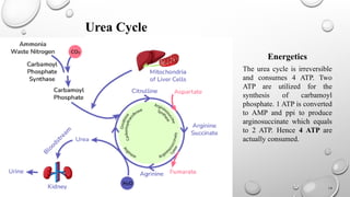 Amino acid metabolism, Urea Cycle, Biochemistry, B.Pharm & D.Pharm | PPTX