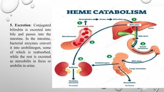 Amino acid metabolism, Urea Cycle, Biochemistry, B.Pharm & D.Pharm | PPTX