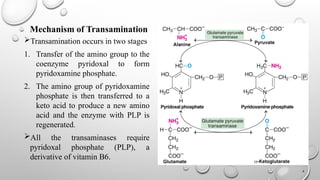Amino acid metabolism, Urea Cycle, Biochemistry, B.Pharm & D.Pharm | PPTX