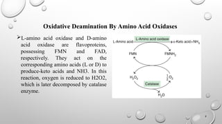 Amino acid metabolism, Urea Cycle, Biochemistry, B.Pharm & D.Pharm | PPTX