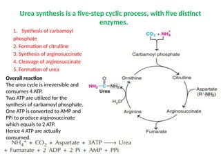 OVERVIEW OF AMINO ACID METABOLISM AND ITS SIGNFICANCE | PPTX