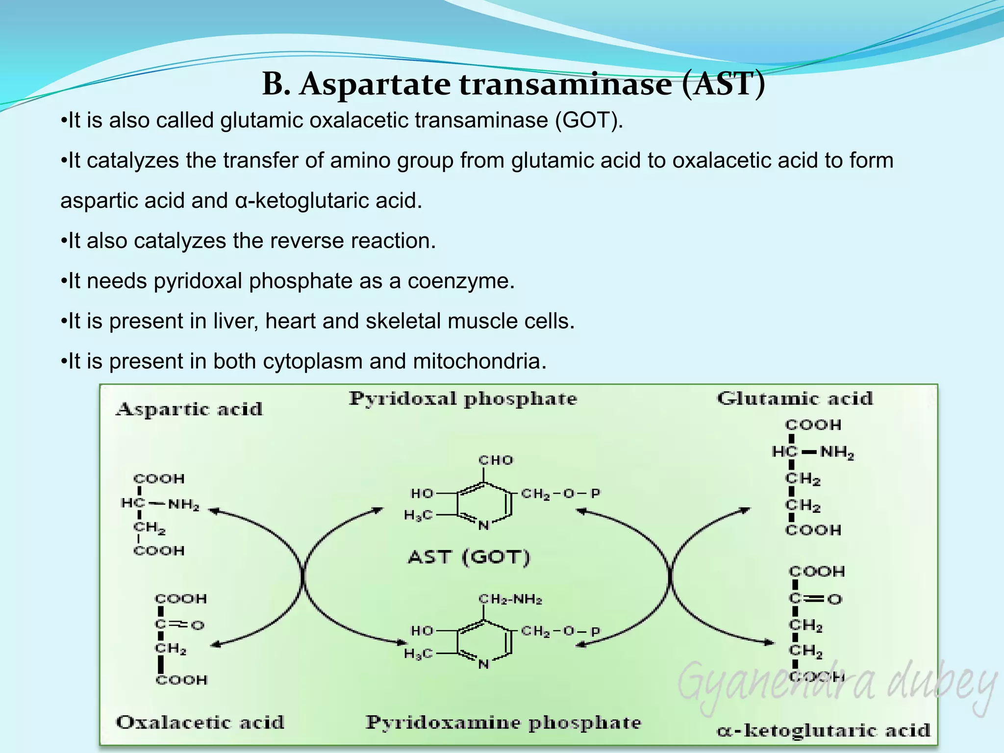 Amino acid metabolism 1.pdf