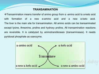 Amino acid metabolism 1.pdf
