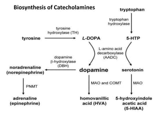 Amino acid metabolism 2 | PPT