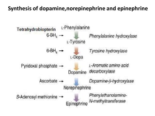 Amino acid metabolism 2 | PPT