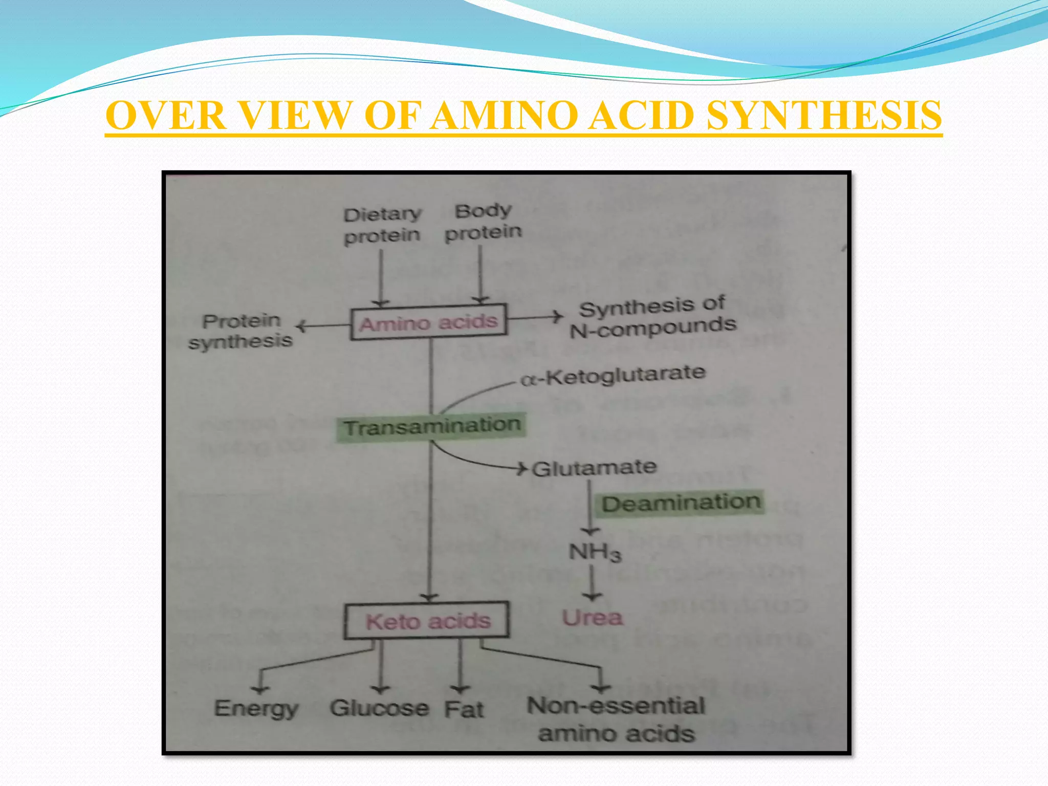 Amino acid metabolism and uea cycle converted | PPT
