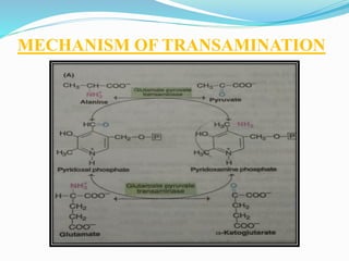 Amino acid metabolism and uea cycle converted | PPT