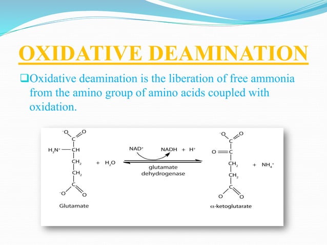 Amino acid metabolism and uea cycle converted | PPT