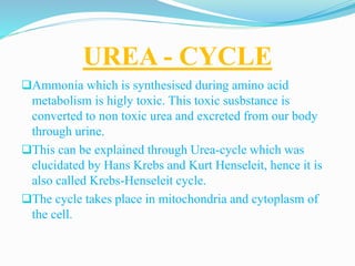 Amino acid metabolism and uea cycle converted | PPT