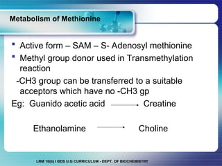 Comprehensive Biochemistry of Amino Acid Metabolism and Related ...
