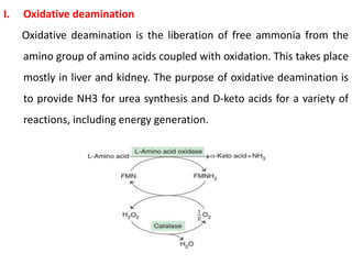 Amino_acid_metabolisnm_3rd_unit[1] by bulet sir.pptx