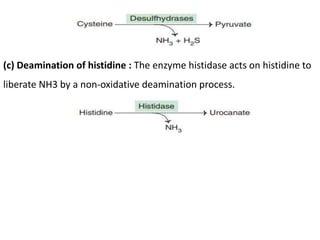 Amino_acid_metabolisnm_3rd_unit[1] by bulet sir.pptx