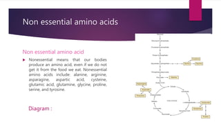 Amino acid | PPT