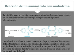 Aminoacidos | PPTX