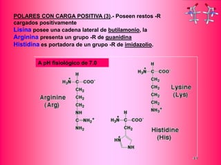 INTRODUCCIÓN A LOS AMINOACIDOS - BIOQUIMICA MEDICA I | PPT
