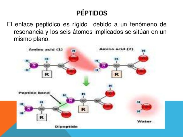 Aminoacidos y peptidos 2(1)