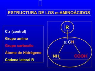 Aminoacidos y proteinas. | PPT